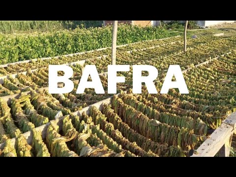 Bafra Bisiklet Turu - Bafra Tütünü - Kızılırmak
