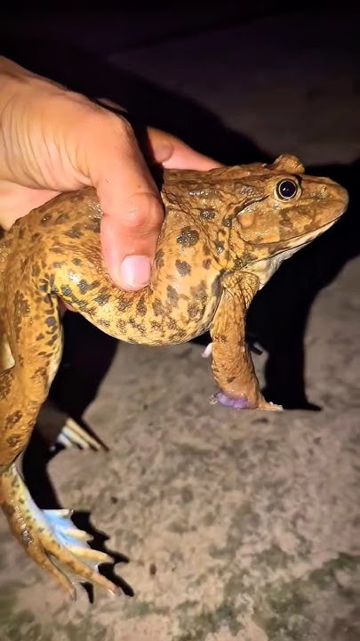 Bonk Bonk the frogs funny |Bullfrog andToad funny fly or jump | Animal for fun |Funny Frog🐸😱🫵# ...