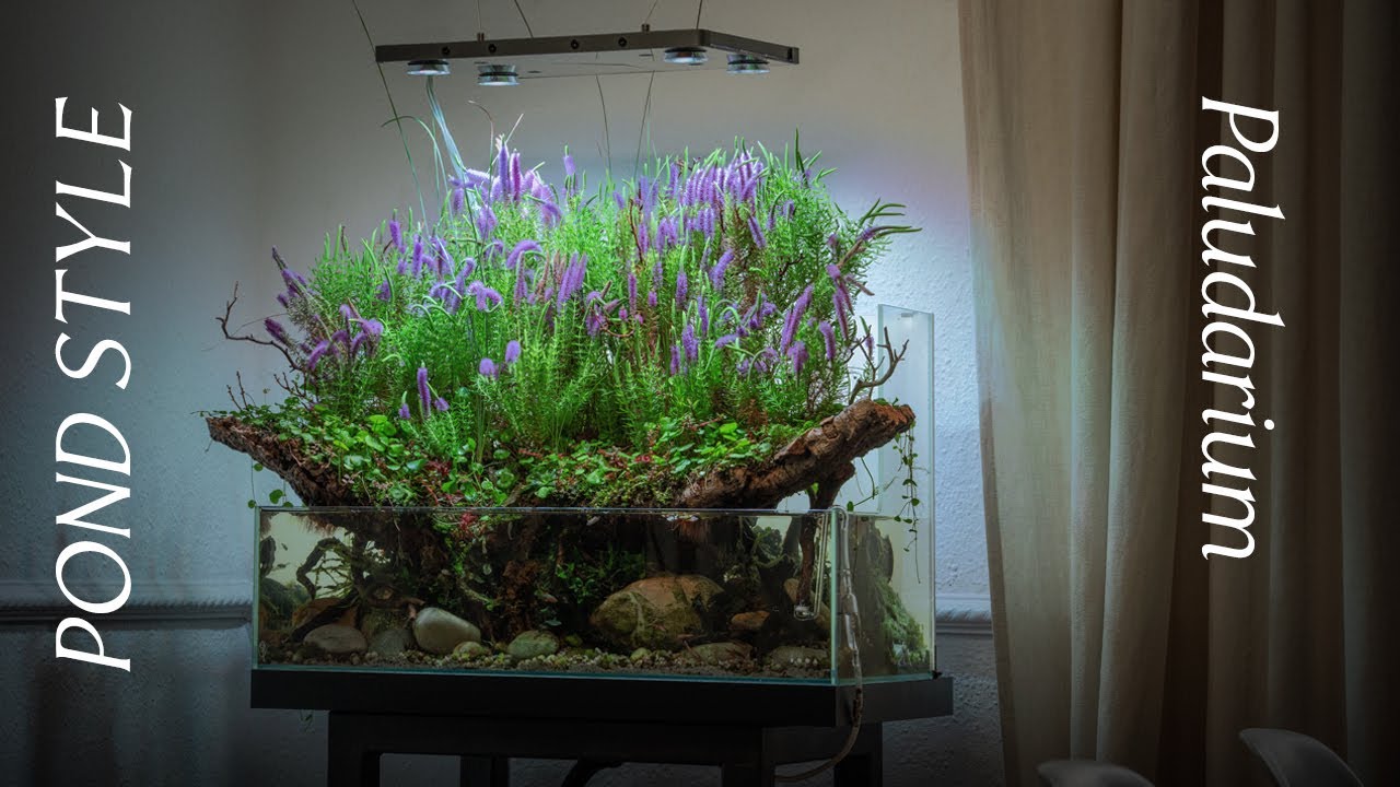 Step-by-Step Pond Style Paludarium Setup | DOOA Neo Glas Terra Tutorial ...
