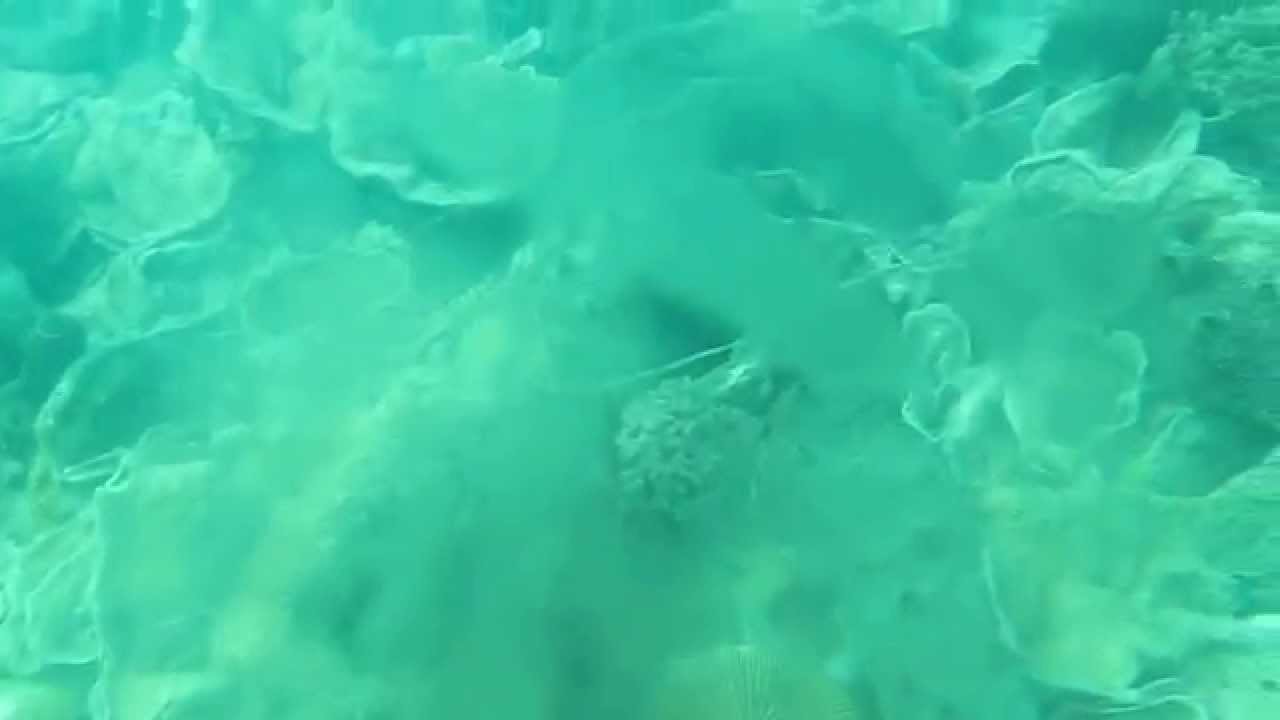 Scuba Diving Site of Malapatan.Sarangani vid 002 - YouTube