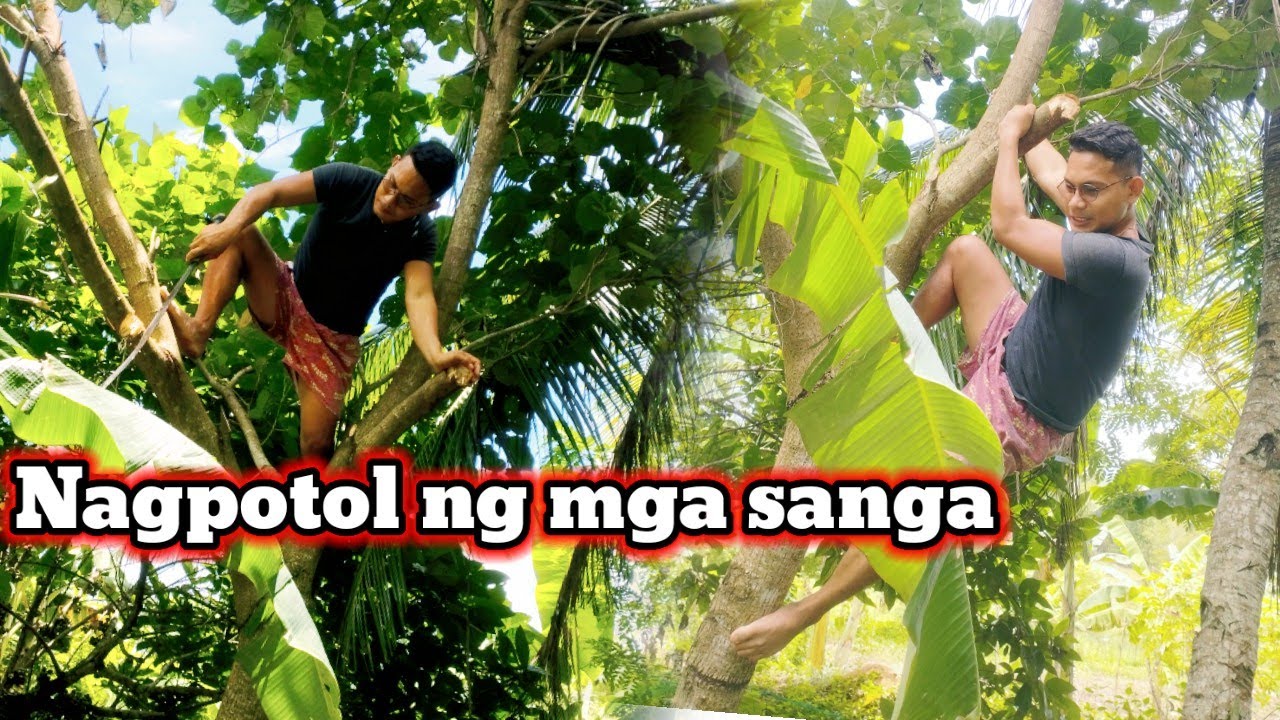 Nagputol ako Ng mga Sanga Ng kahoy SA palibot Ng aking mga tanim na ...