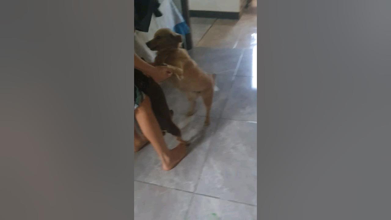 Perros bailando. - YouTube
