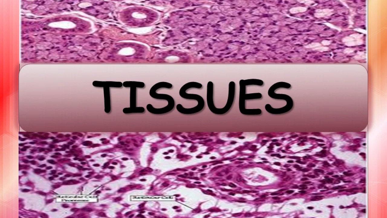 TISSUES YouTube tissues-youtube