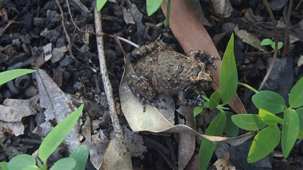 Tusked Frog found after the rains at Bank Street Reserve, Ashgrove ...