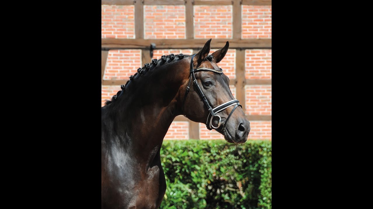 Fürst Romancier - Stallion Collection Schockemoehle & Helgstrand 2021 ...