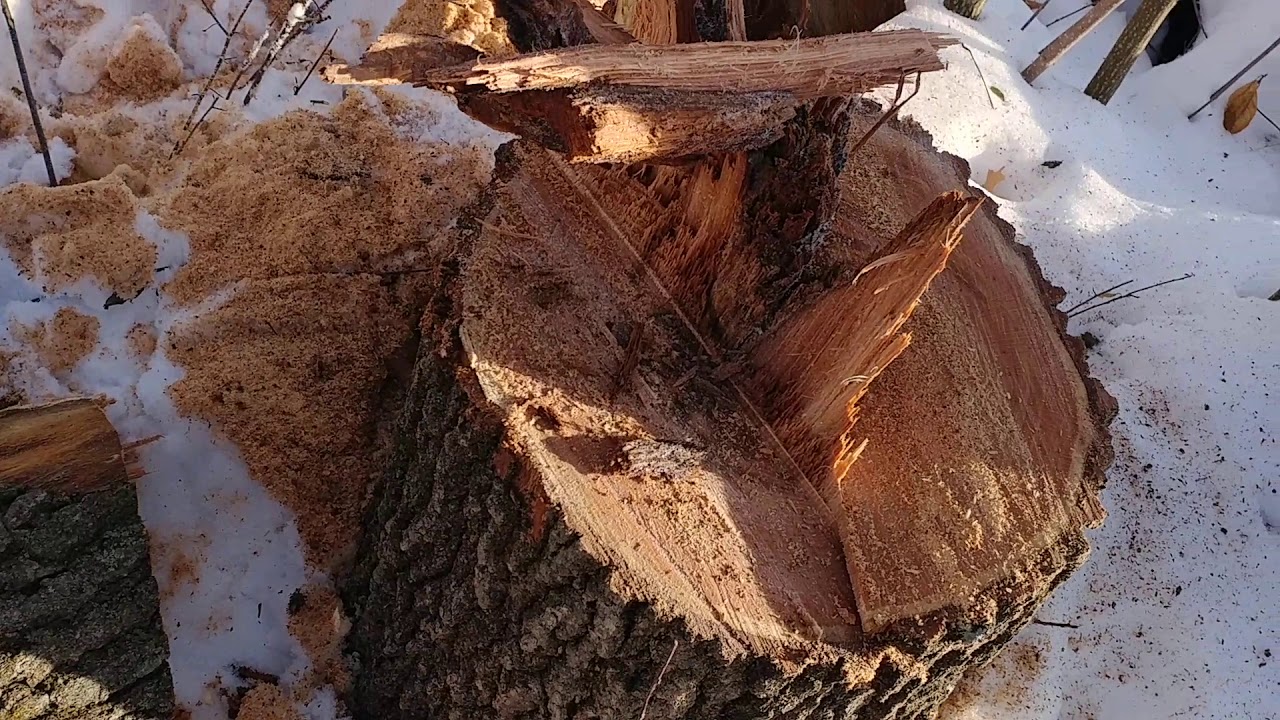 Dropping 2 trees today - YouTube