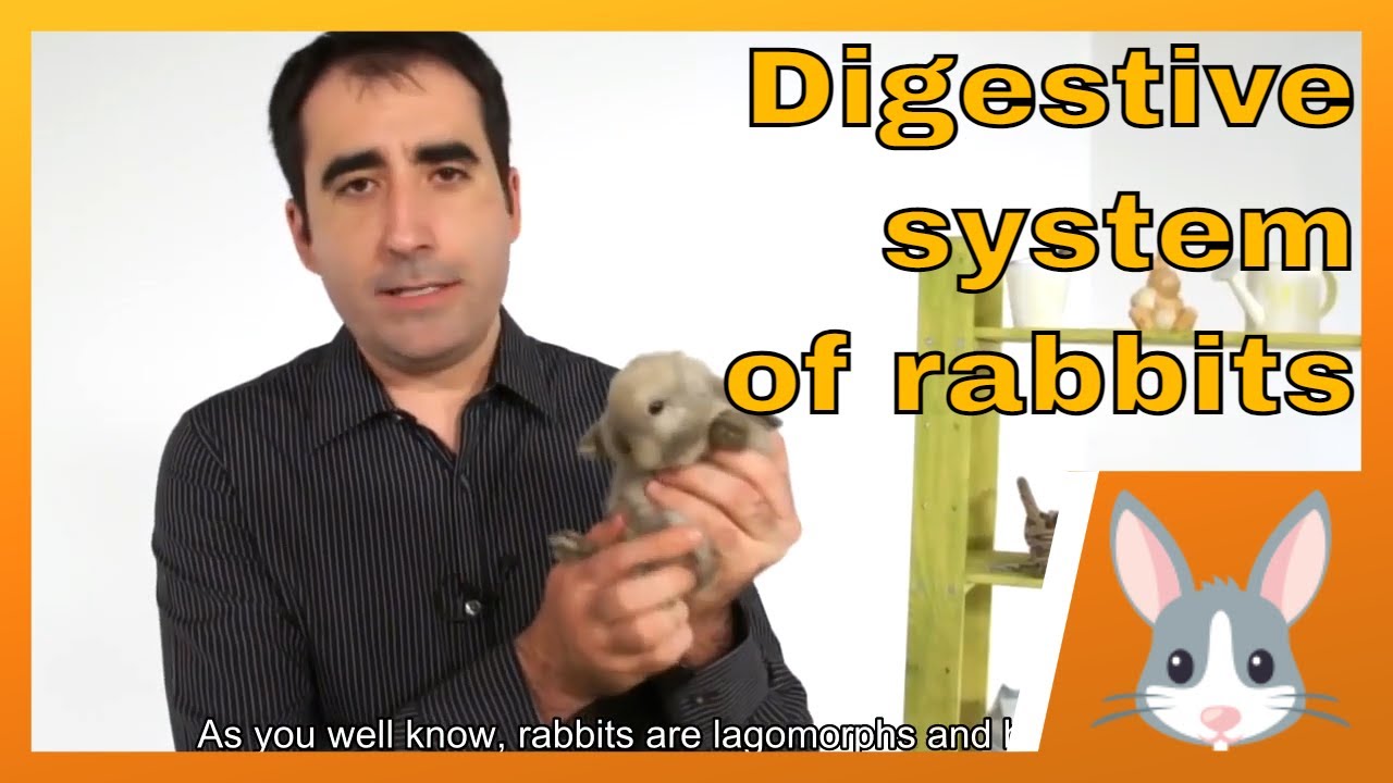 🐰 RABBITS: Digestive system of rabbits. How to feed a rabbit? - YouTube