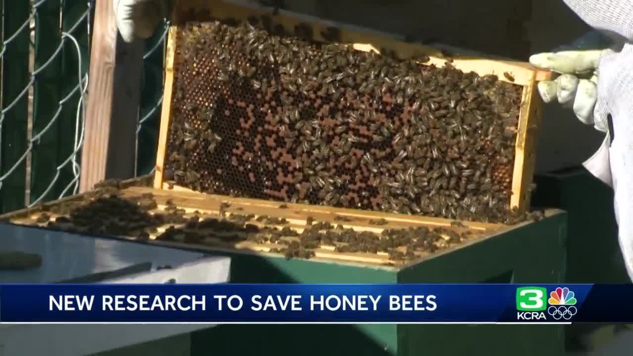 Honey bee research facility unveiled in Davis - YouTube