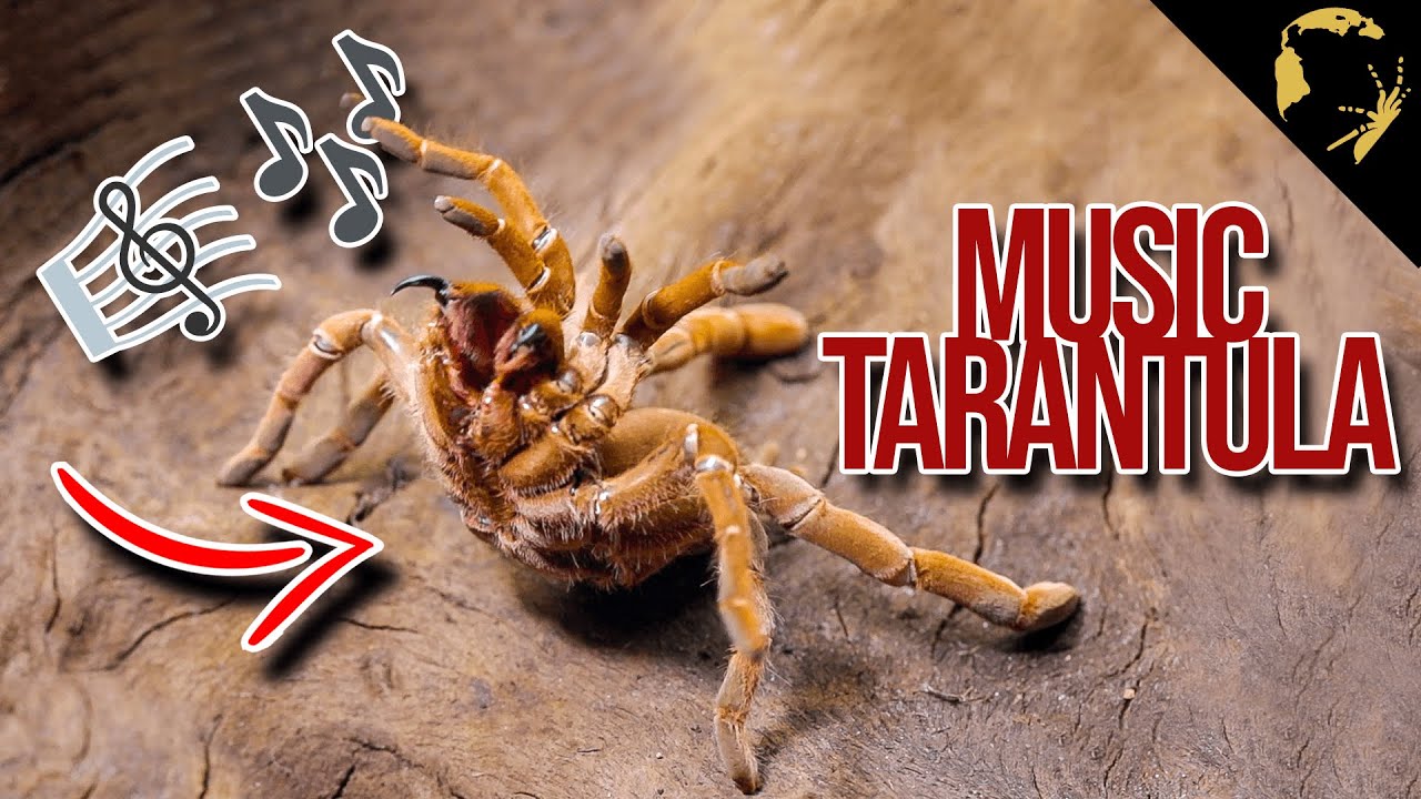 Tarantulas Makes Sound! King Baboon Tarantula Painful Venom - YouTube