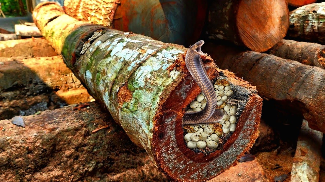 Unbelievable! Inside This Coconut Timber Are Dozens of Snake Carcasses ...