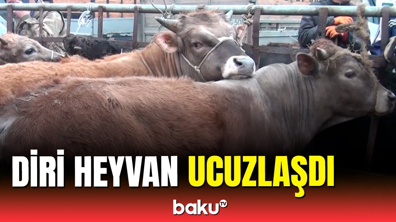 Heyvan bazarındakı qiymətlər niyə ucuzlaşdı? - YouTube