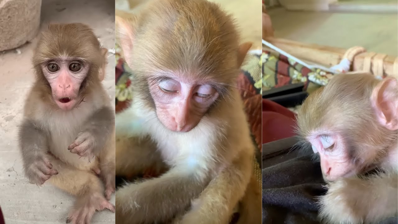 Watch Coco Live , Funny Monkey - YouTube