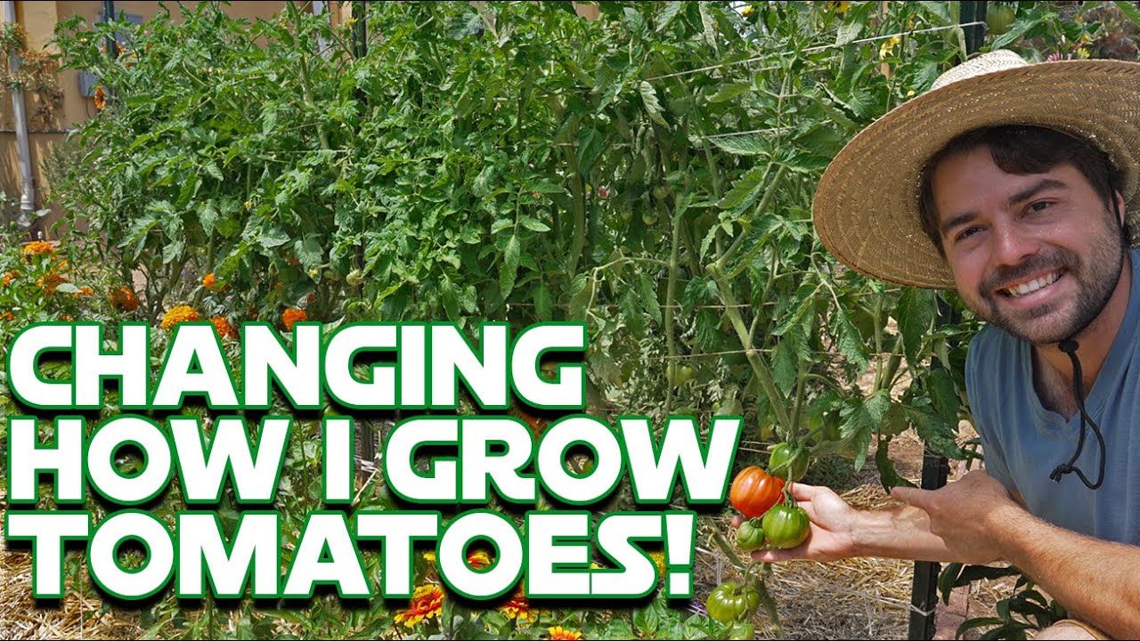 How I Grow Tomatoes: What's Changed And What's Working - YouTube