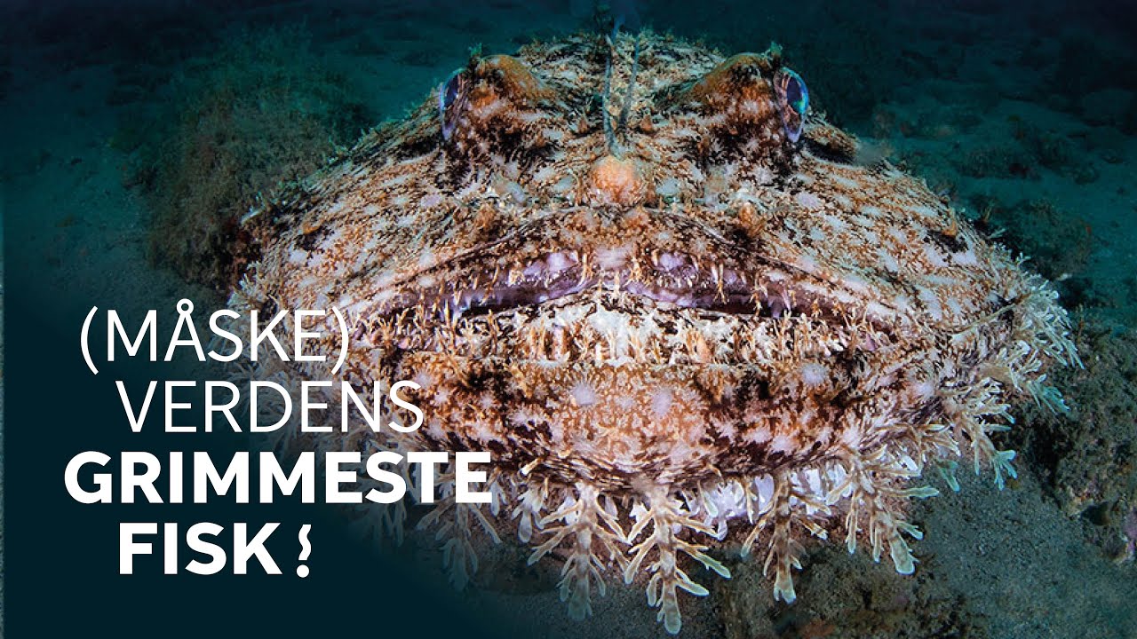 Verdens (måske) grimmeste fisk flytter ind │Havtaske indtager ...