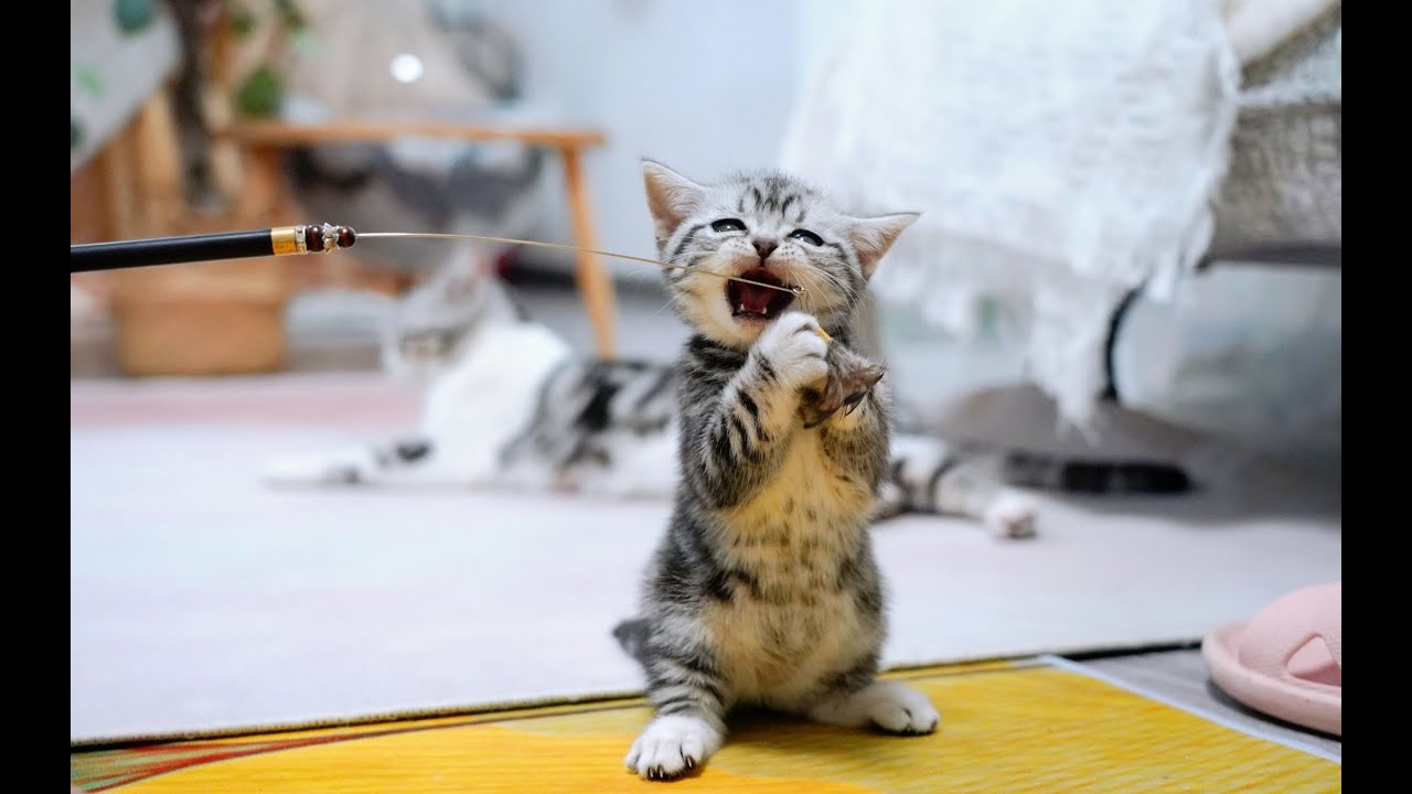 【小猫成长记】第91只，粘人的妈宝小猫咪 - YouTube