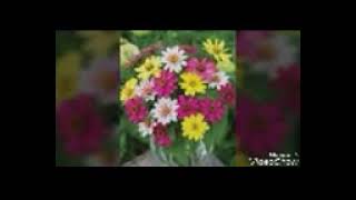 Nashiida Haaraya Sheikh Abdosh Aliyyii 2025 Nashiida Heddu Bareedduu ...