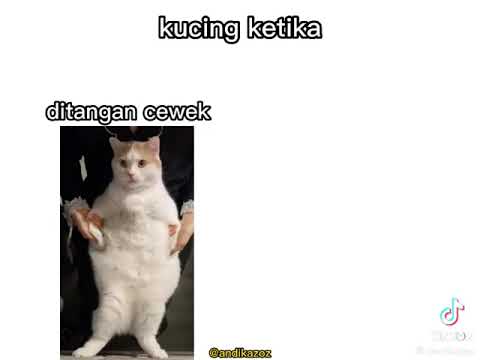 Kucing Ketika - ditangan cewek vs ditangan cowok