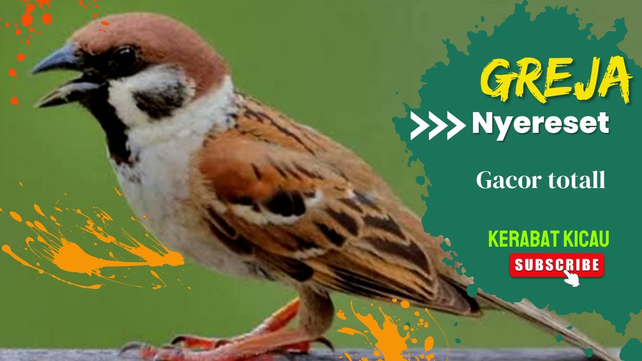 Gereja Guru Suara Murai Batu Jawara - YouTube