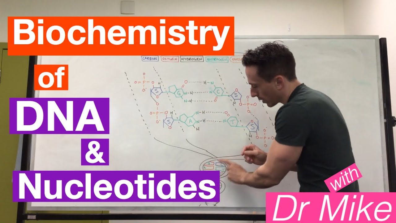 DNA and Nucleotides | Biochemistry - YouTube