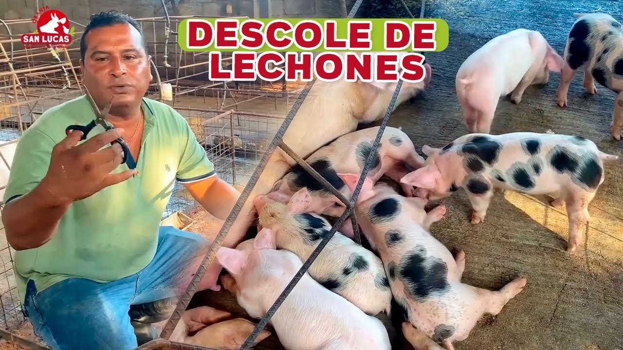 DESCOLE DE LECHONES, todo lo que debes de saber | Granja San Lucas ...
