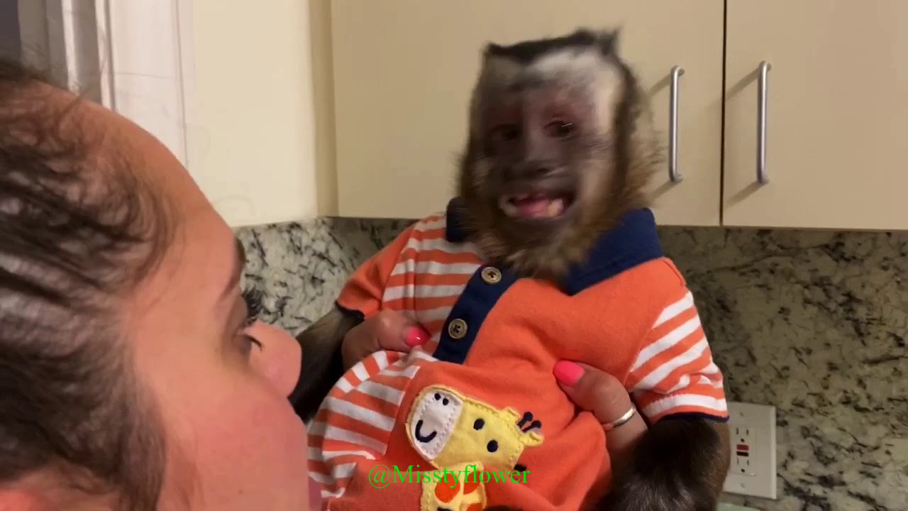 Monkey Russel and human Sissy’s 💕 love for each other! - YouTube