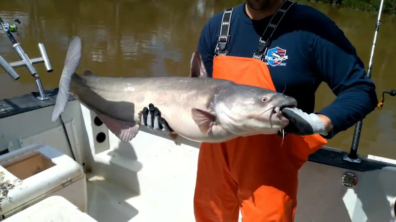 Fishing for dads trophy Catfish - YouTube