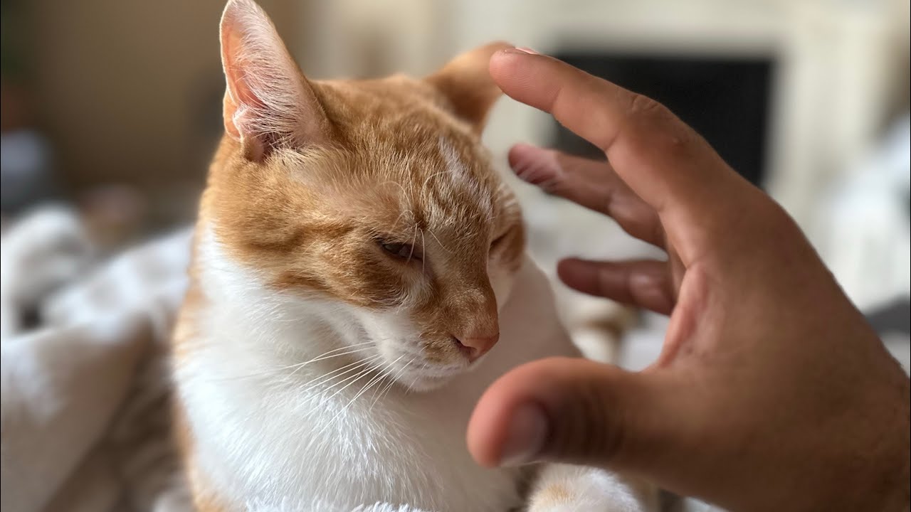 How to Pet a Cat - Surprise Ending - YouTube