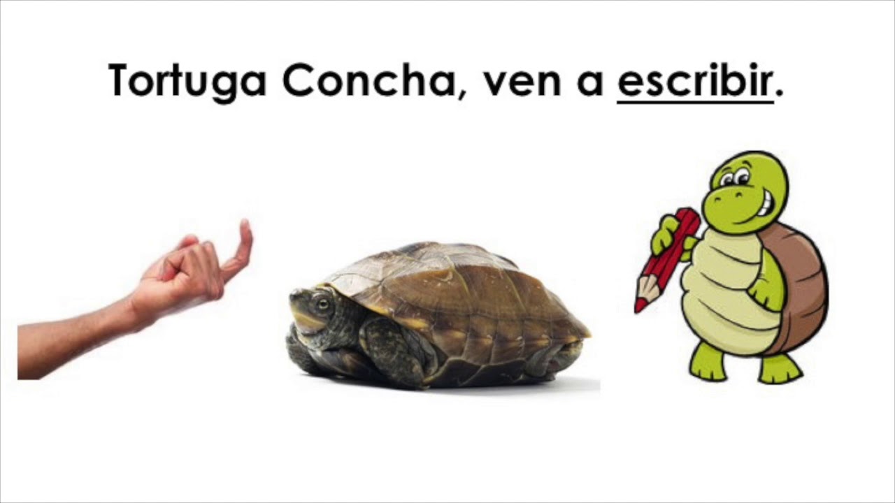 La tortuga concha - YouTube
