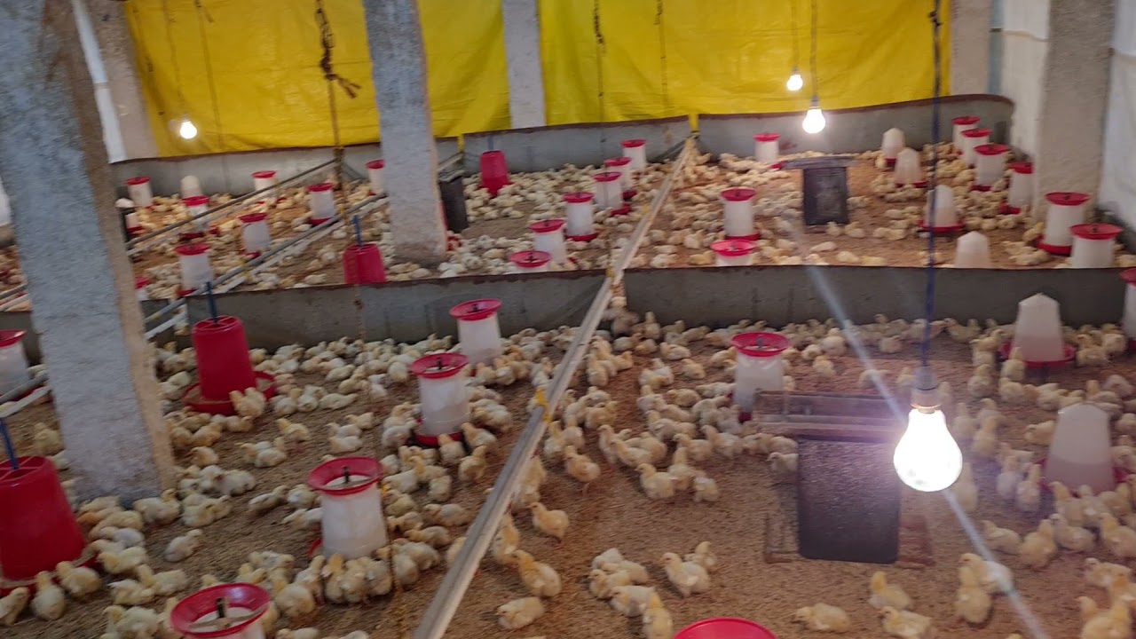 Broiler Brooding by Using Tin and Coal - YouTube
