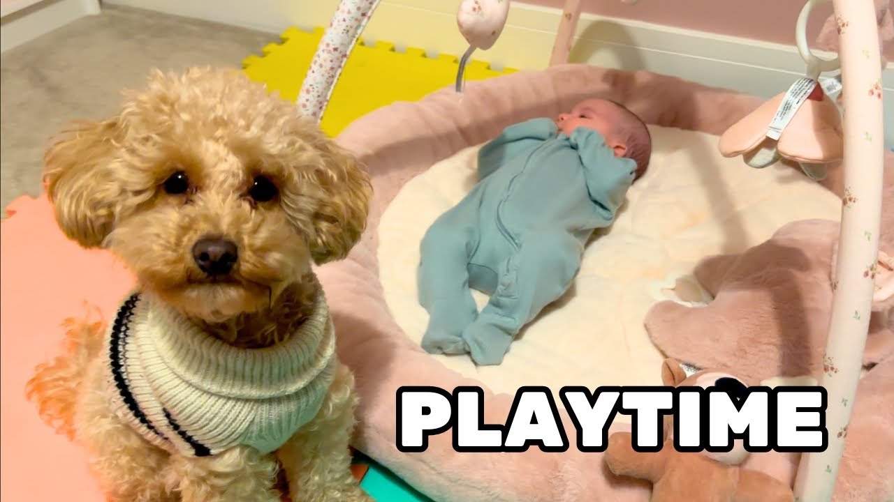 Newborn Baby Watches Toy Poodle Play - YouTube