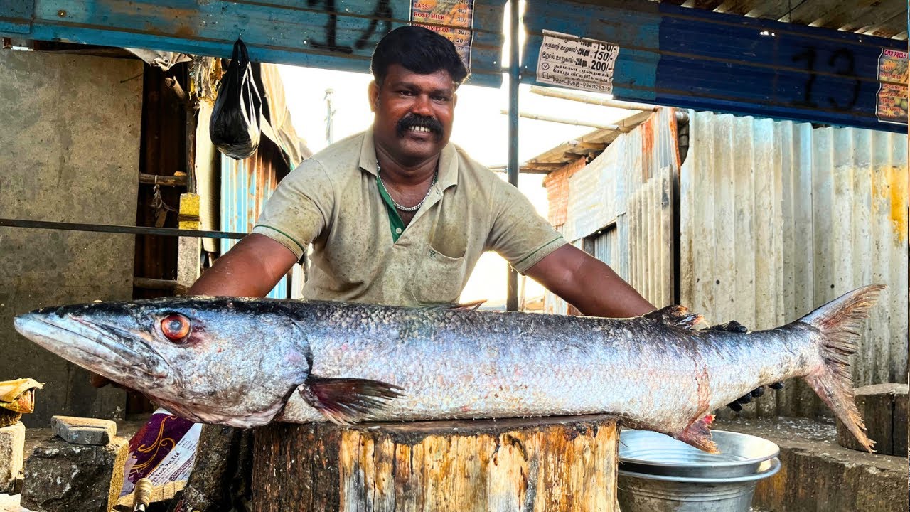 KASIMEDU SIRUTHAI DURAI BIG GIANT BARRACUDA FISH CUTTING VIDEO ...