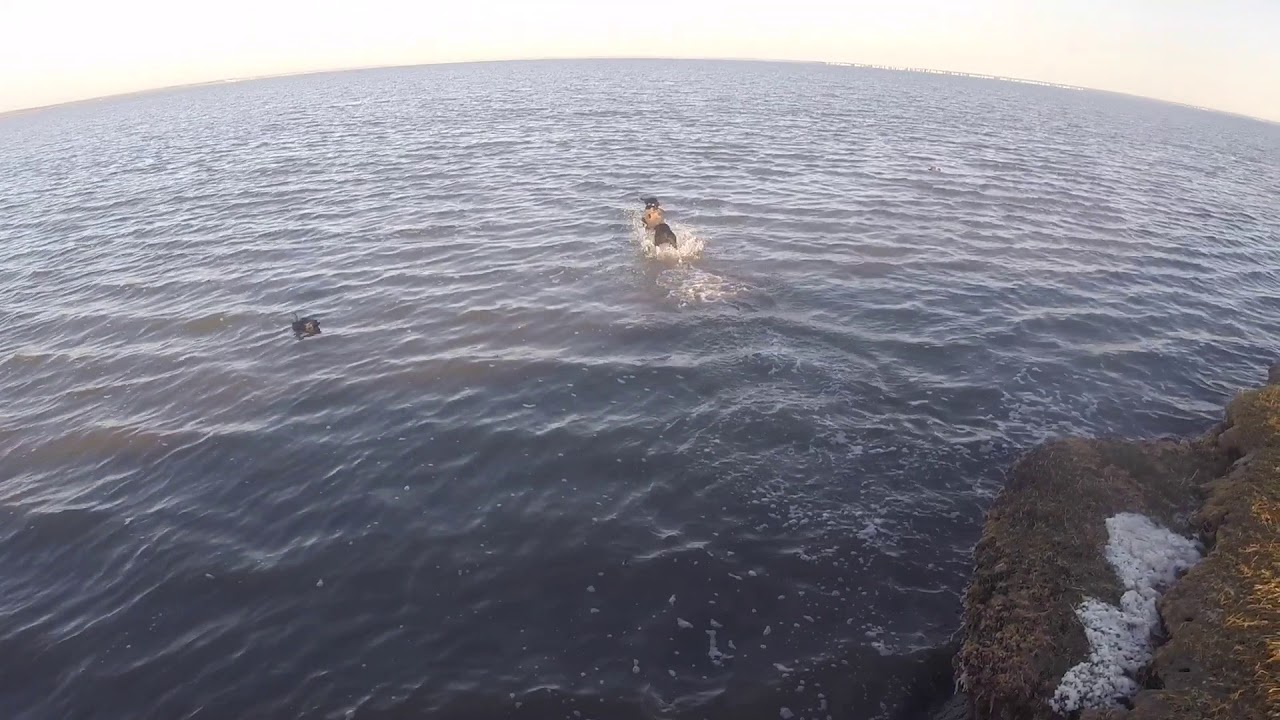 Atlantic brant Hunt - YouTube