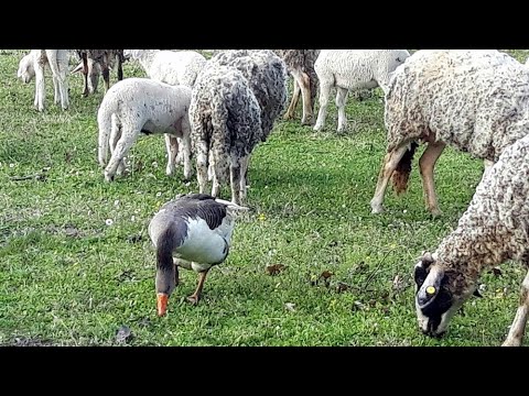 Koyun sürüsüne çobanlık yapan kaz şaşırtıyor