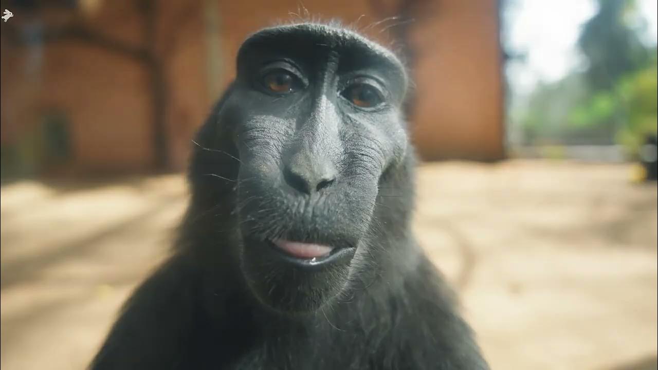 JİZZ MONKEY EDİT 4K - YouTube