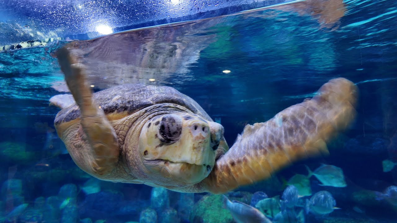 Marrs Family - Tulsa Aquarium 2025 Edited - YouTube