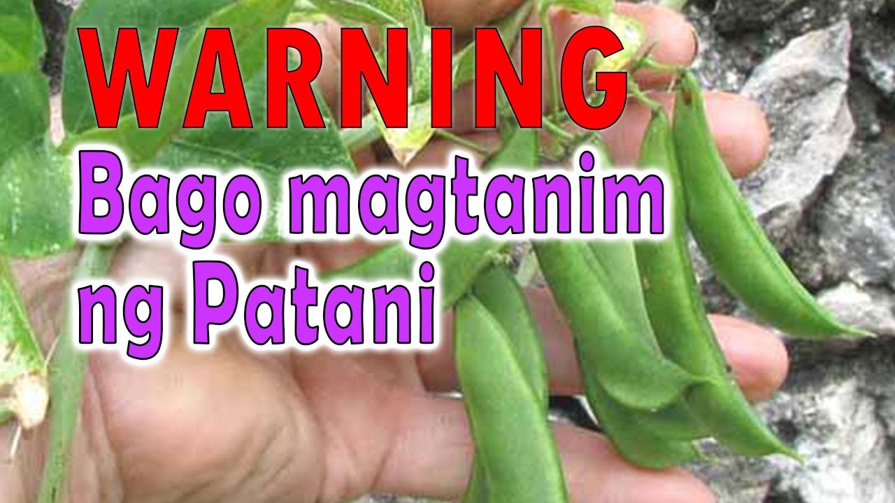 Paano mag-tanim ng patani - YouTube