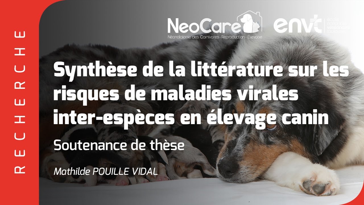 Soutenance de thèse Dr Mathilde POUILLE VIDAL - YouTube