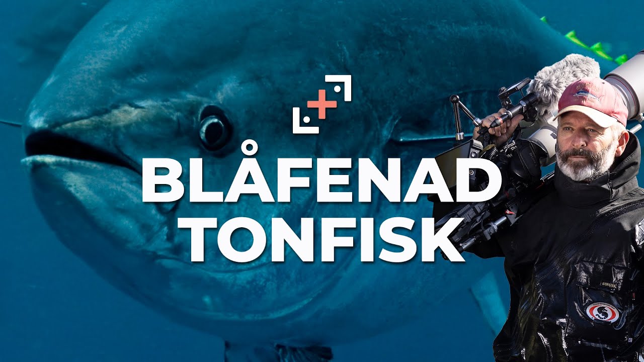 Blåfenad tonfisk i Öresund - YouTube