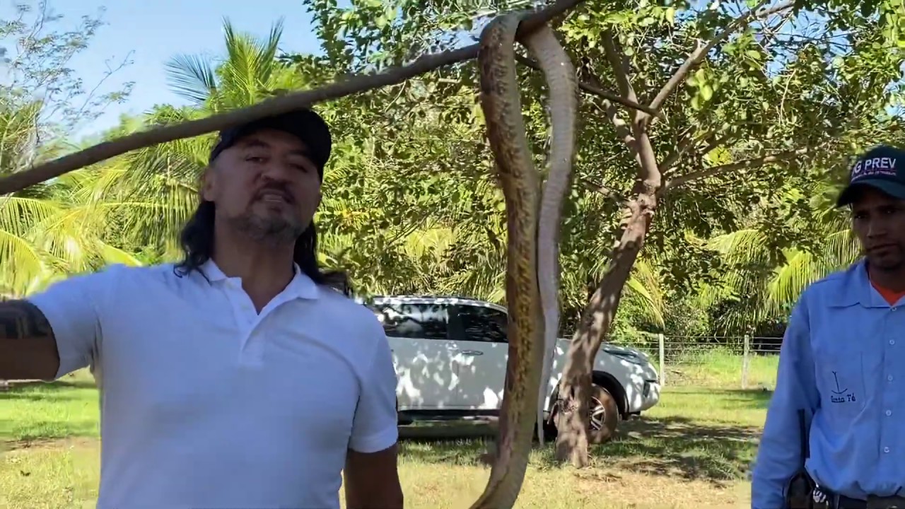 CHARLLES APRESENTA A COBRA XENODON MERREMII - COBRA BOIPEVA OU CAPITÃO ...