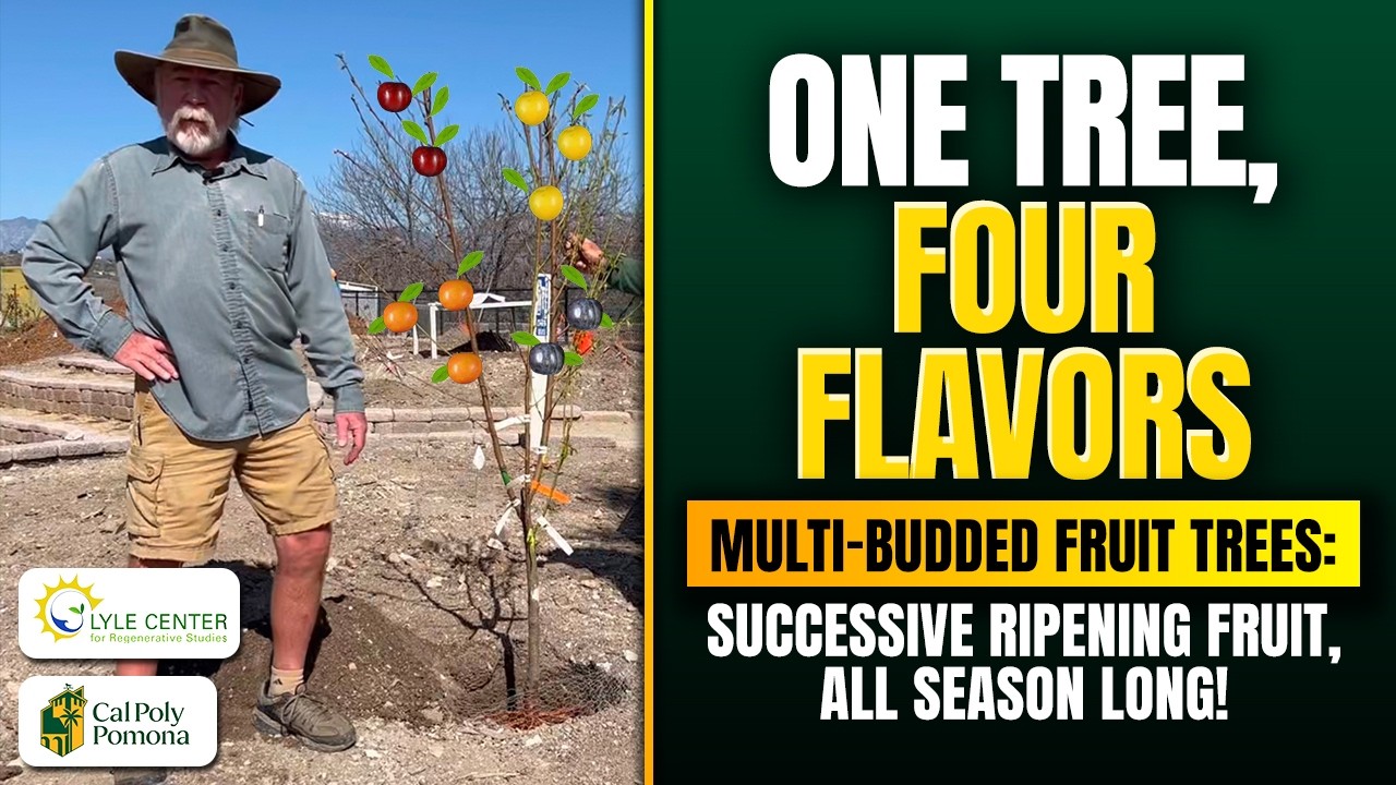 Planting a Multi-Grafted Fruit Tree: Step-by-Step Guide - YouTube