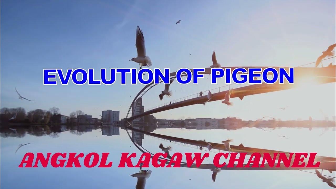EVOLUTION OF PIGEON | NEW BORN TO OVER FLY | ANGKOL KAGAW - YouTube