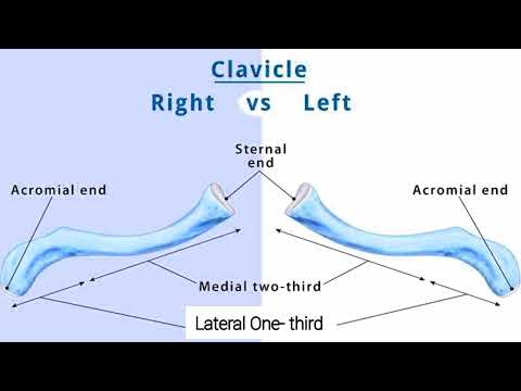 Side determination of Clavicle/#Anatomypracticals/#practicalexam - YouTube
