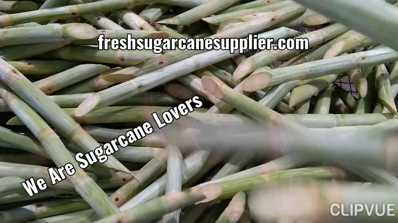 Fresh Peeled Sugarcane // Frozen Peeled Sugarcane // Very Clean Raw ...