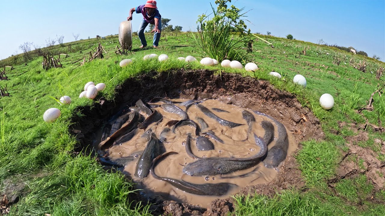 Wow Top Video! Skills fisherman catch a lot of fish and pick eggs in ...