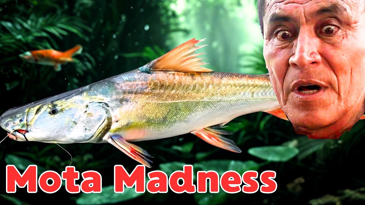 Amazon Rainforest Fishing | Mota Catfish fishing in Chazuta, Peru ...