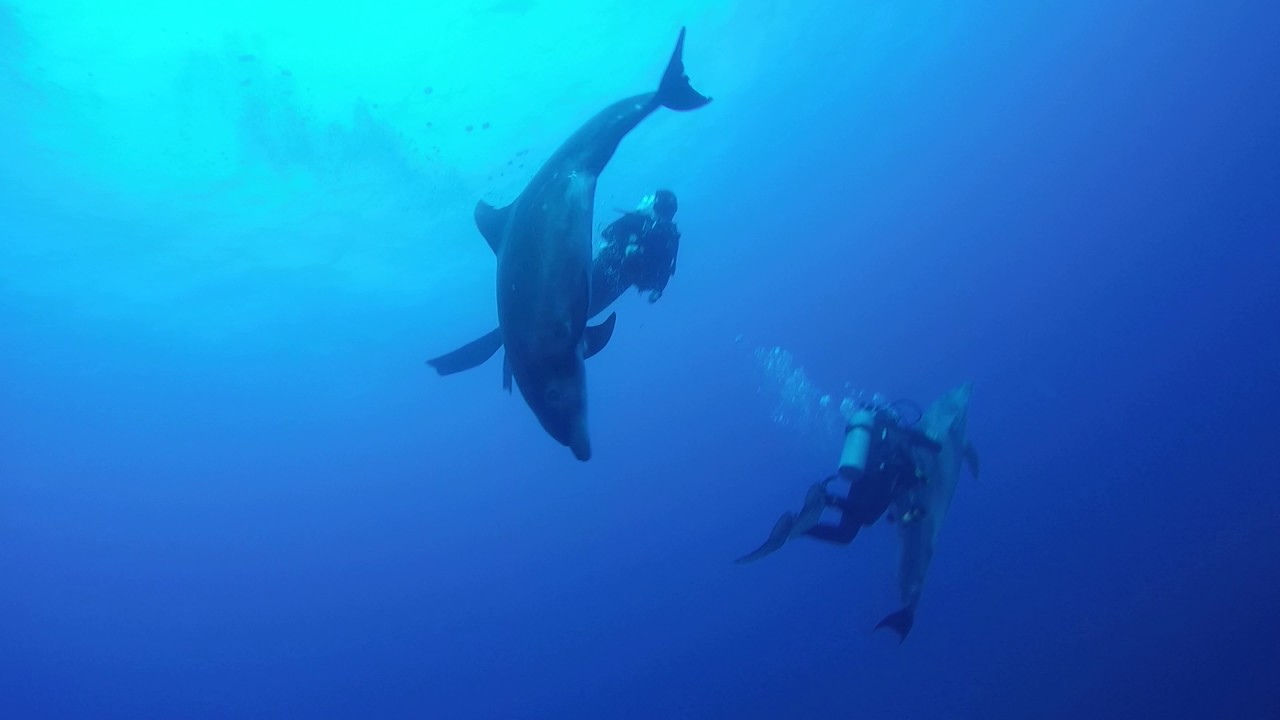 Dolphin belly scratching! - YouTube