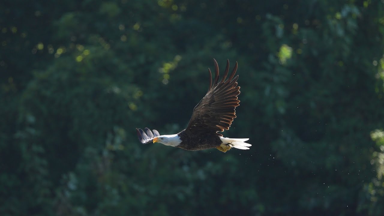 Bald Eagle Pair Hunting | Mary’s Perfect Catch from Jump to Landing 🦅🐟 ...