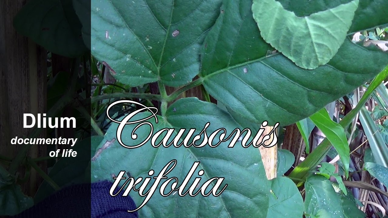 Three-leaved wild vine (Causonis trifolia) - part 2 - YouTube