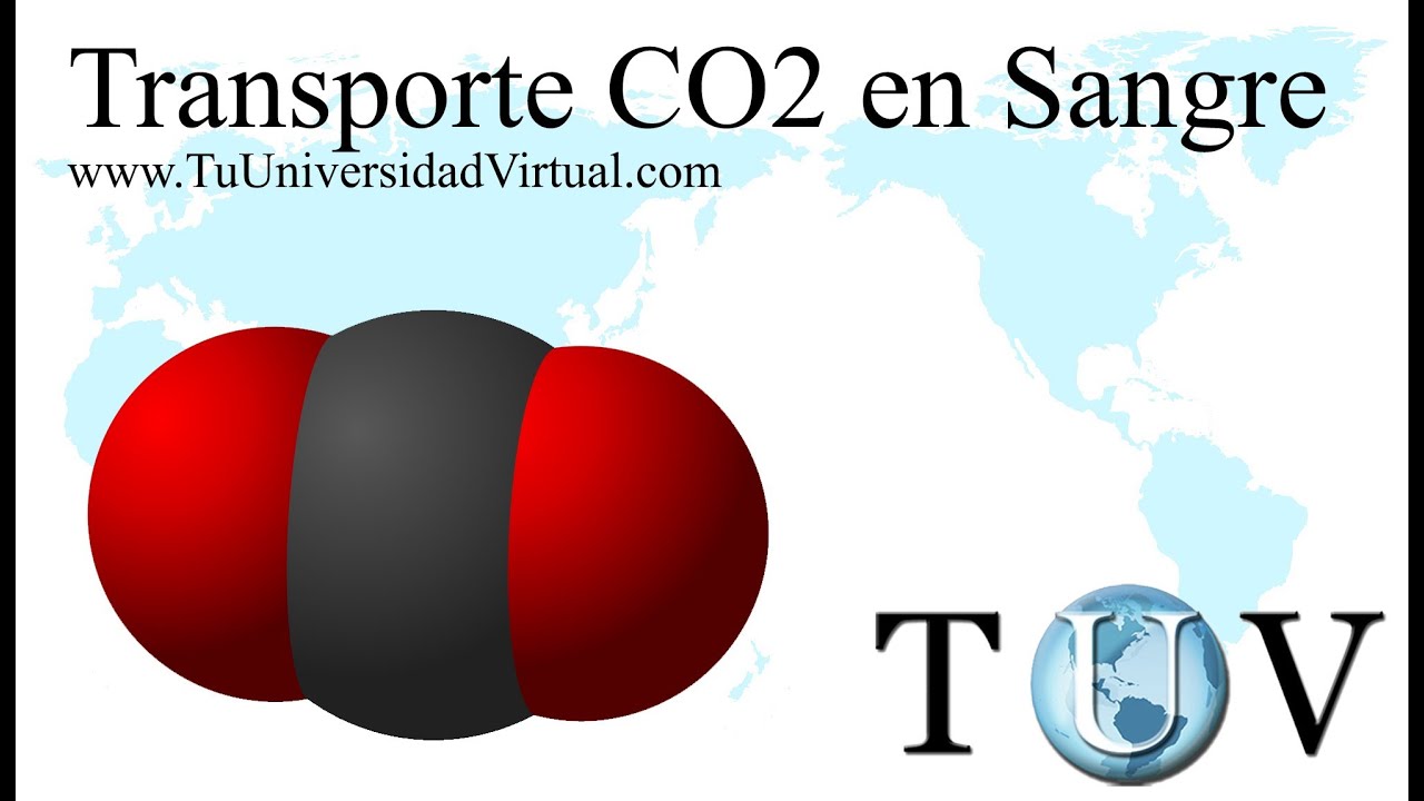 Transporte de CO2 en la sangre Dioxido de carbono - YouTube