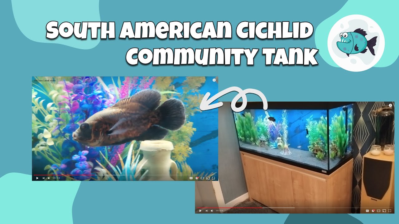 Vibrant Cichlid Community: Fluval Roma 240L Tank Setup - YouTube